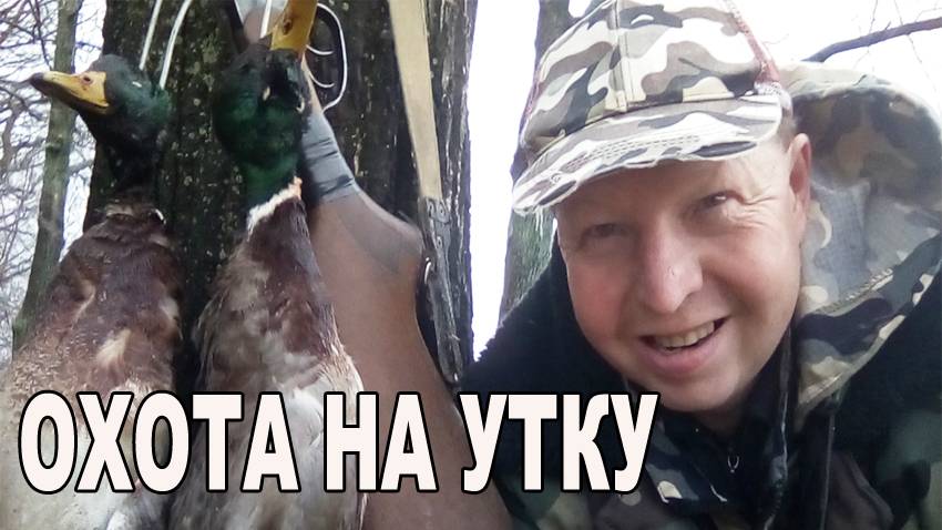 охота на утку