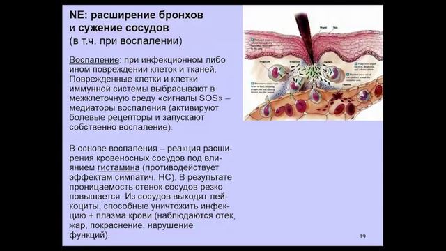 Лекция 5. Мозг_ Норадреналин и адреналин_ азарт, стресс и не только
