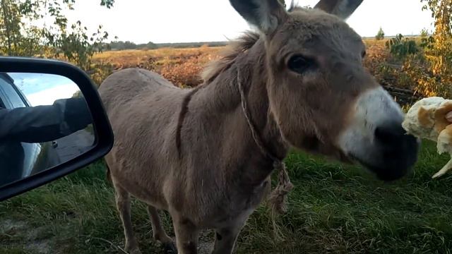 Ехали с рыбалки.а на дороге ослик.гуляет один сам по себе.