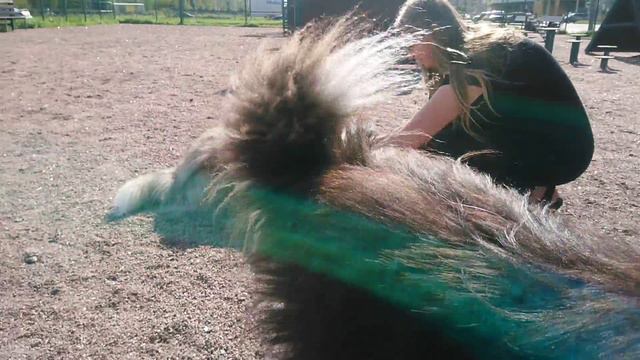 Колли Дым с Коди на площадке  01,09,24