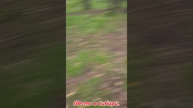 Только так гуляет питбуль. Часть 8