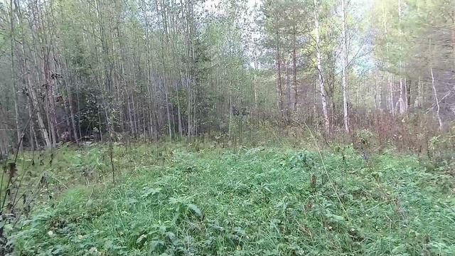 В поле со степанычем. 21.09.2024. (1)