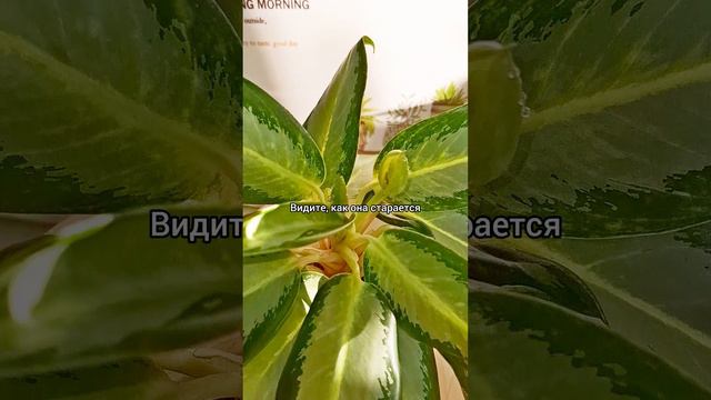 Что это в цветке?🌸 #АГЛАОНЕМА #цветы #растения #цветение #бутон #капли #роса  #shorts