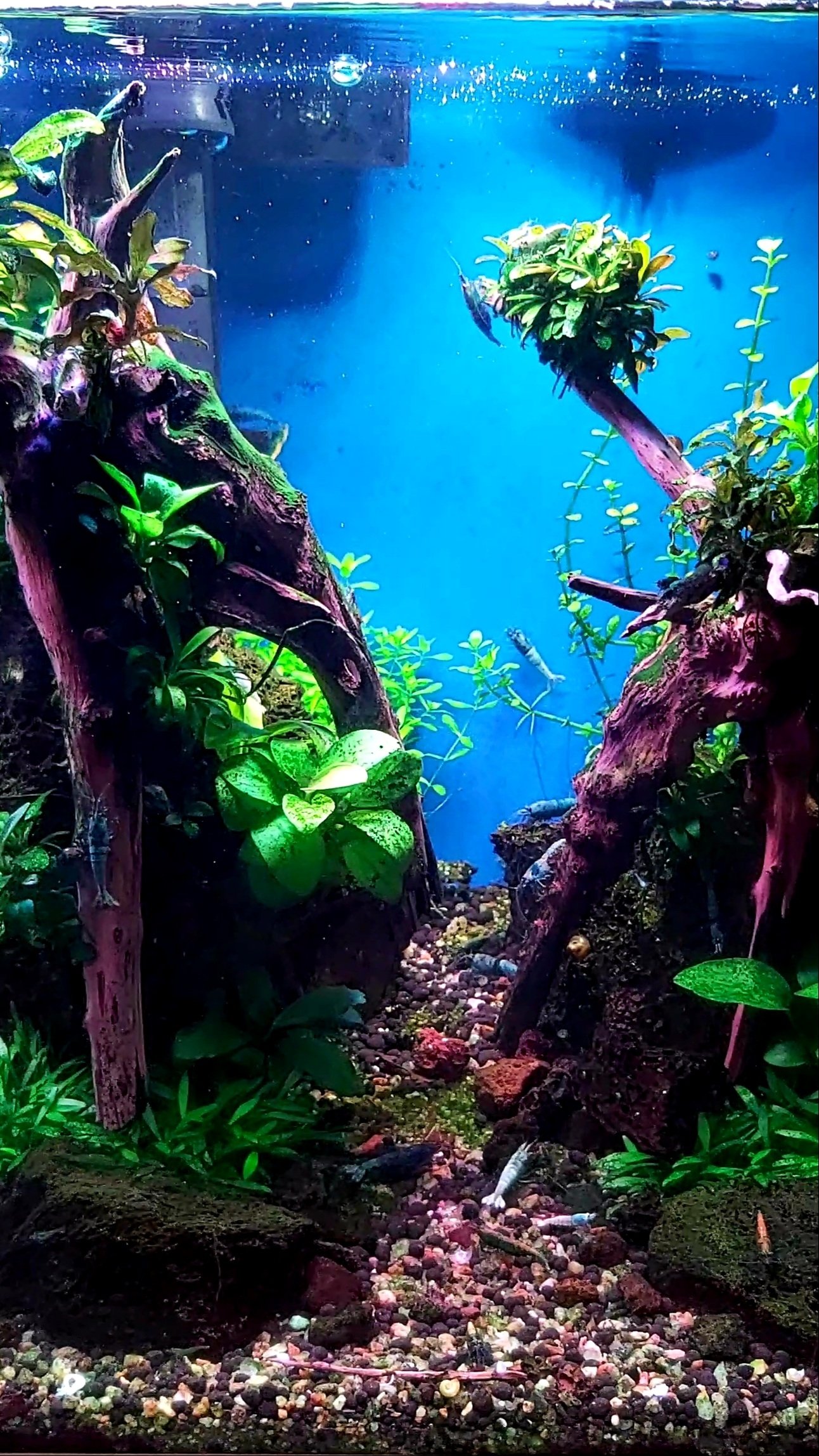 14 месяцев креветочнику, запущенному на меристеме