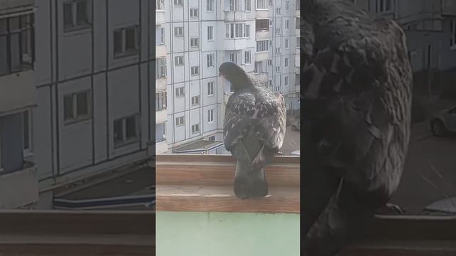 Голубь залетел на балкон