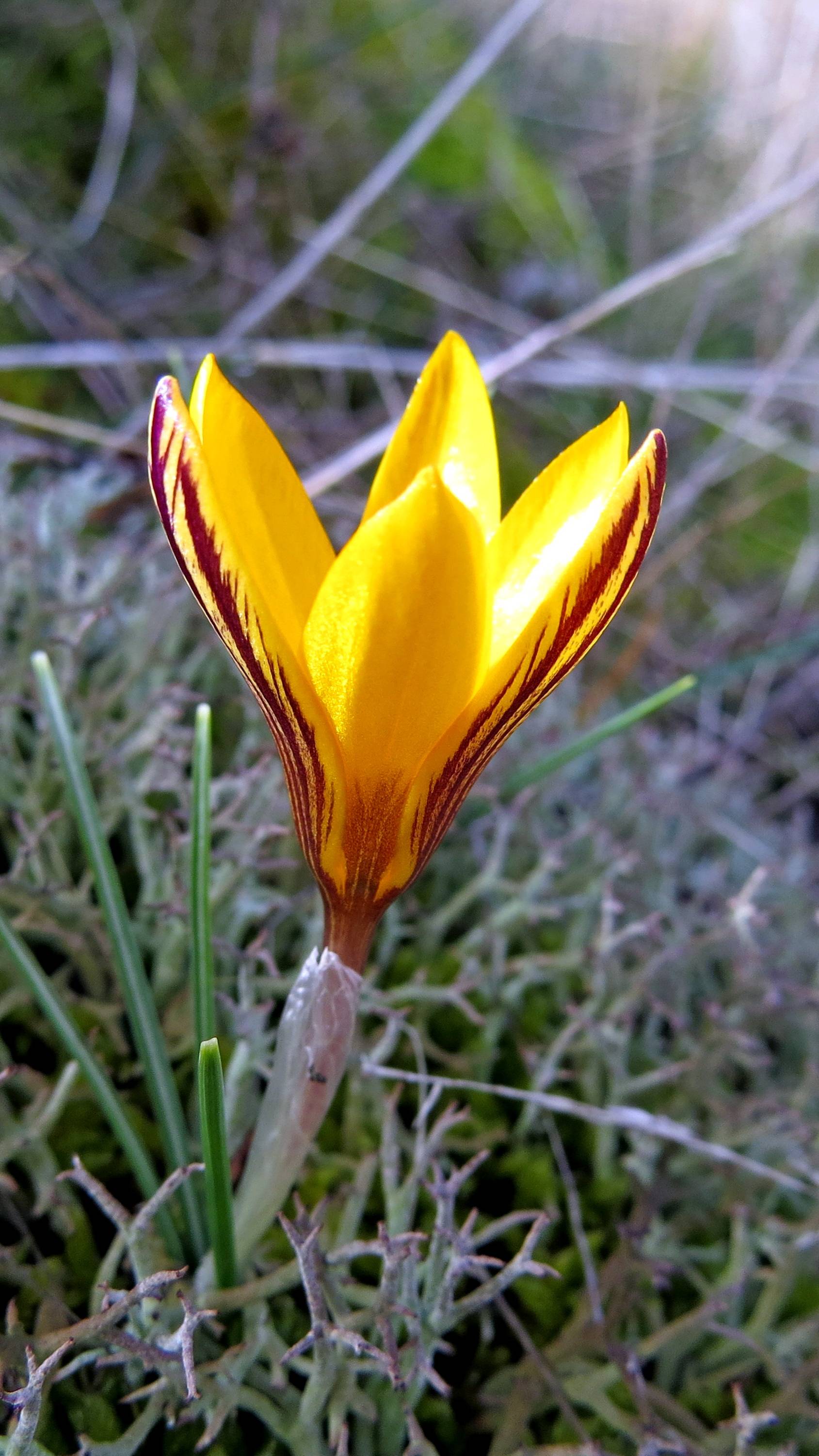 Февральские крокусы!