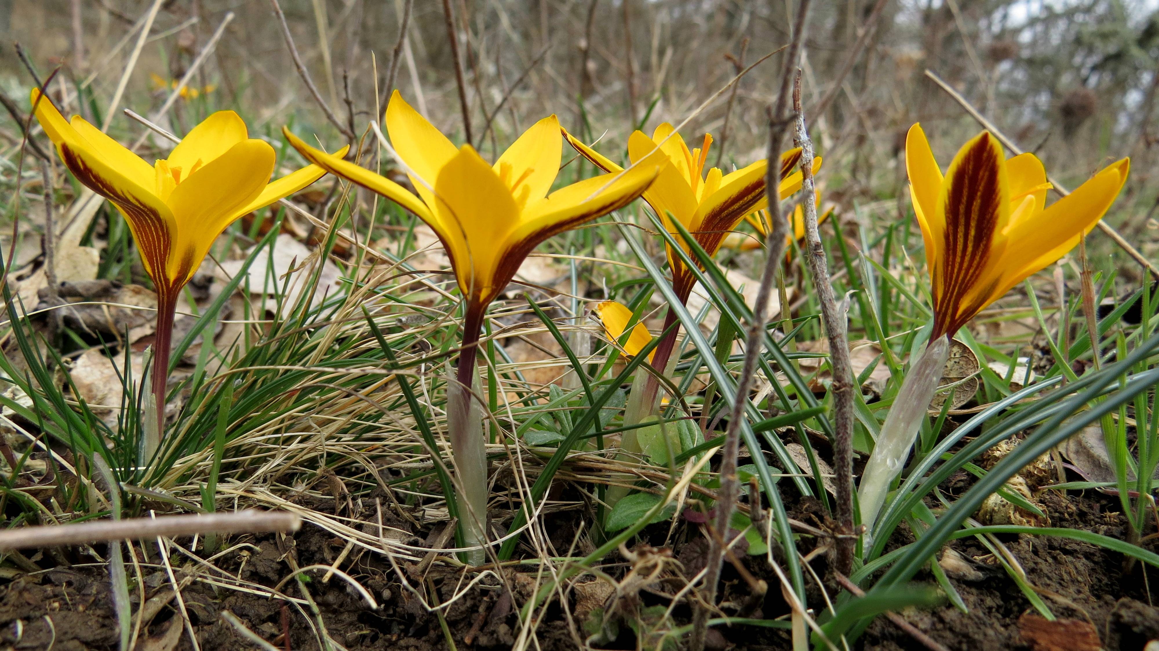 Февральские крокусы и бабочка Адмирал!