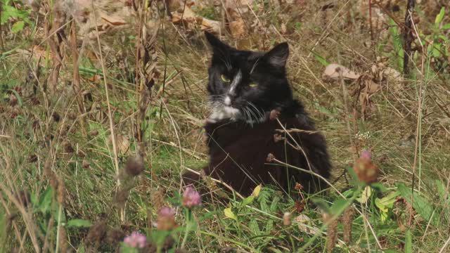 Котик парковый_#1, Крылатское, 21 сентября 2024