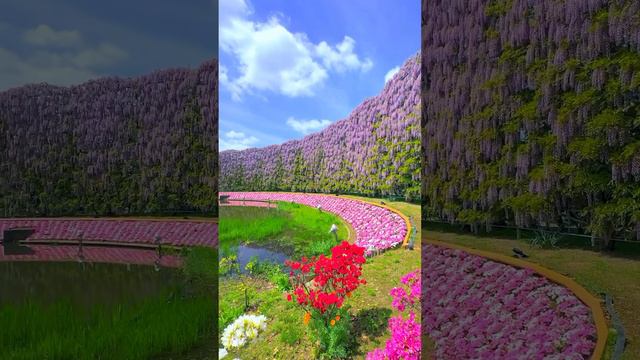 Япония, парк цветов Асикага