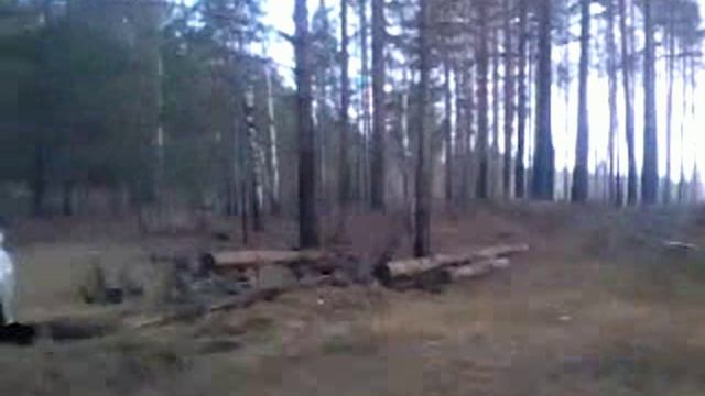 Лес, осень. Соловьевск 2014г