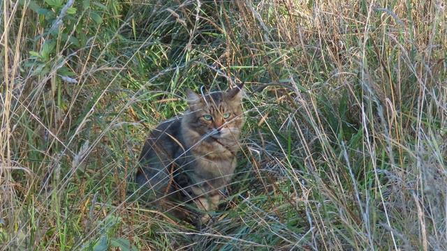 Котик-рыболов_#2, ч.2, Крылатское, 22 сентября 2024