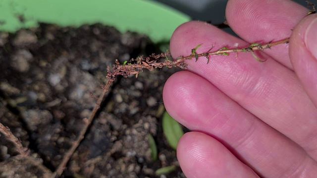 Серполистный 11