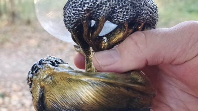 YouCut Бокал коньяк Лев композит Fotor 1.1 оригинал, осень, лес 0.30 сек