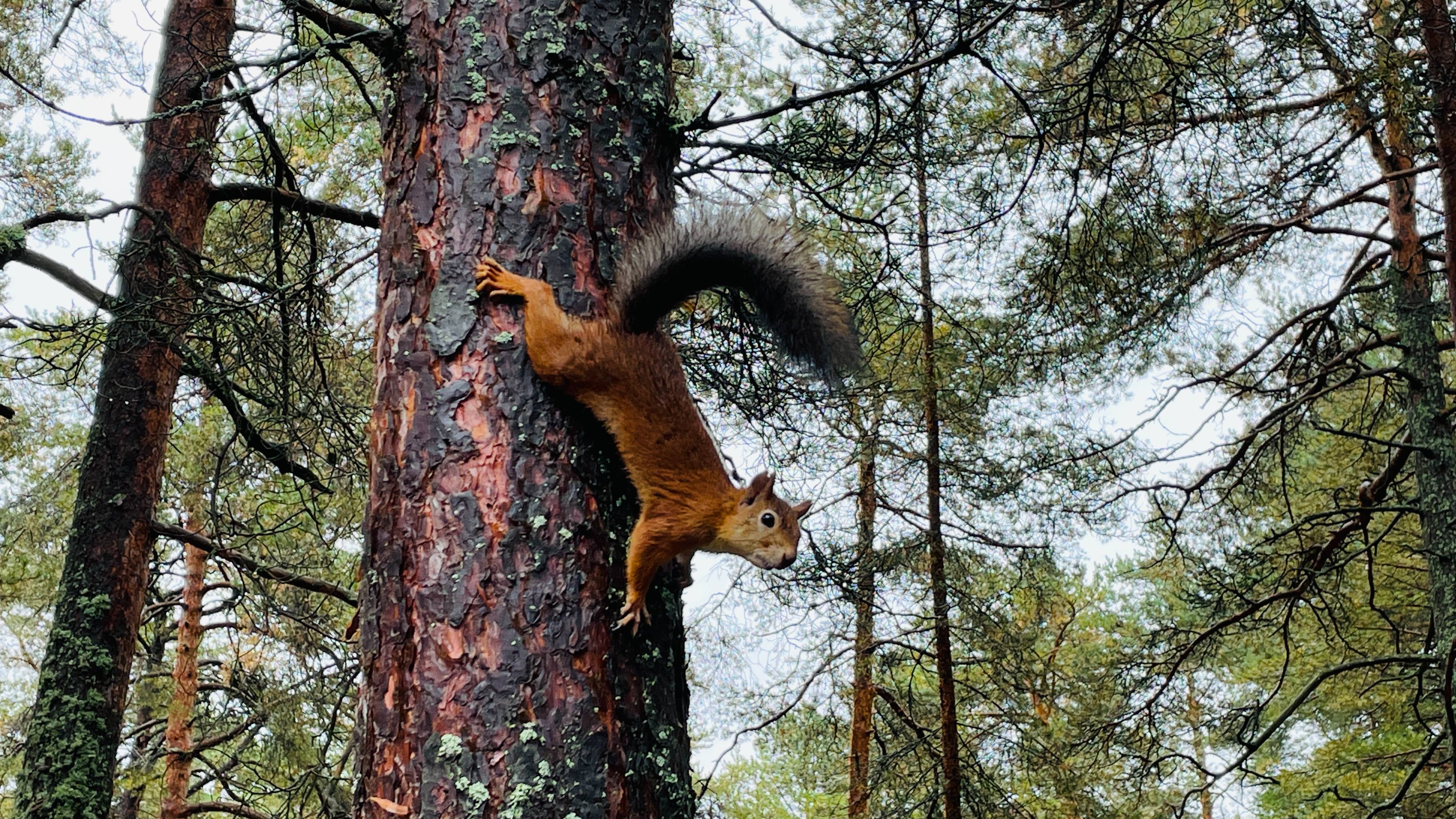14.09.2023-Сосновый бор