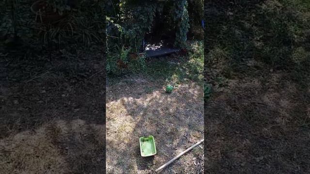 Арбуз на отдыхе😎🍉