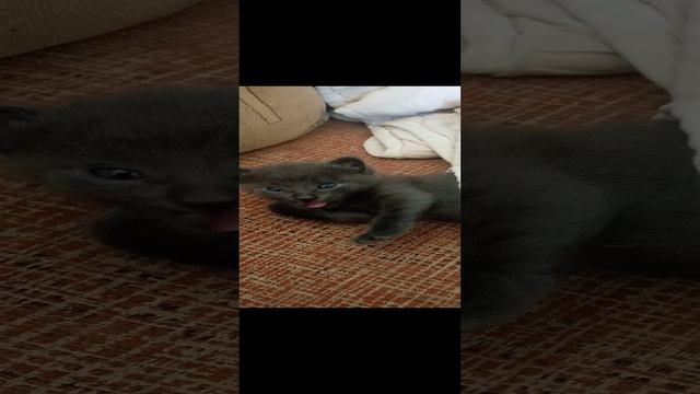 Пантера маленькая. Котенок.