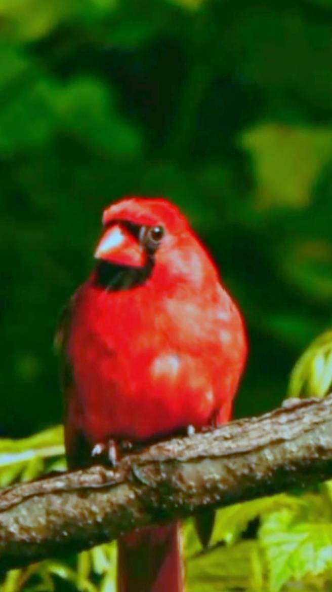 Красный кардинал (лат. Cardinalis cardinalis)  Самец . Голос птицы