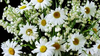 Ромашка аптечная ..лечит множество болезней!.Польза настоя....mp4#Здоровье