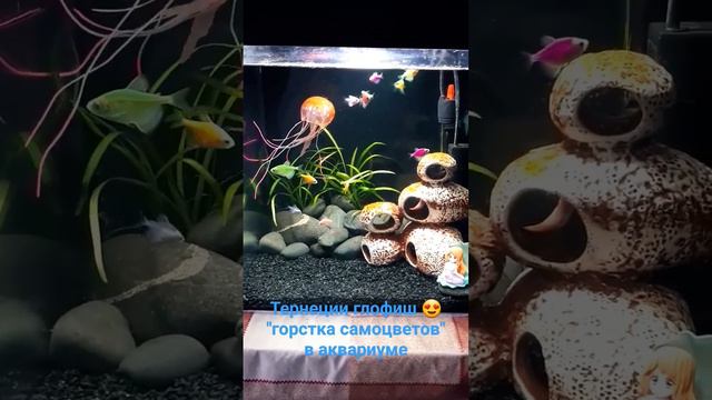 Рыбки-самоцветы 11 января 2024 г.