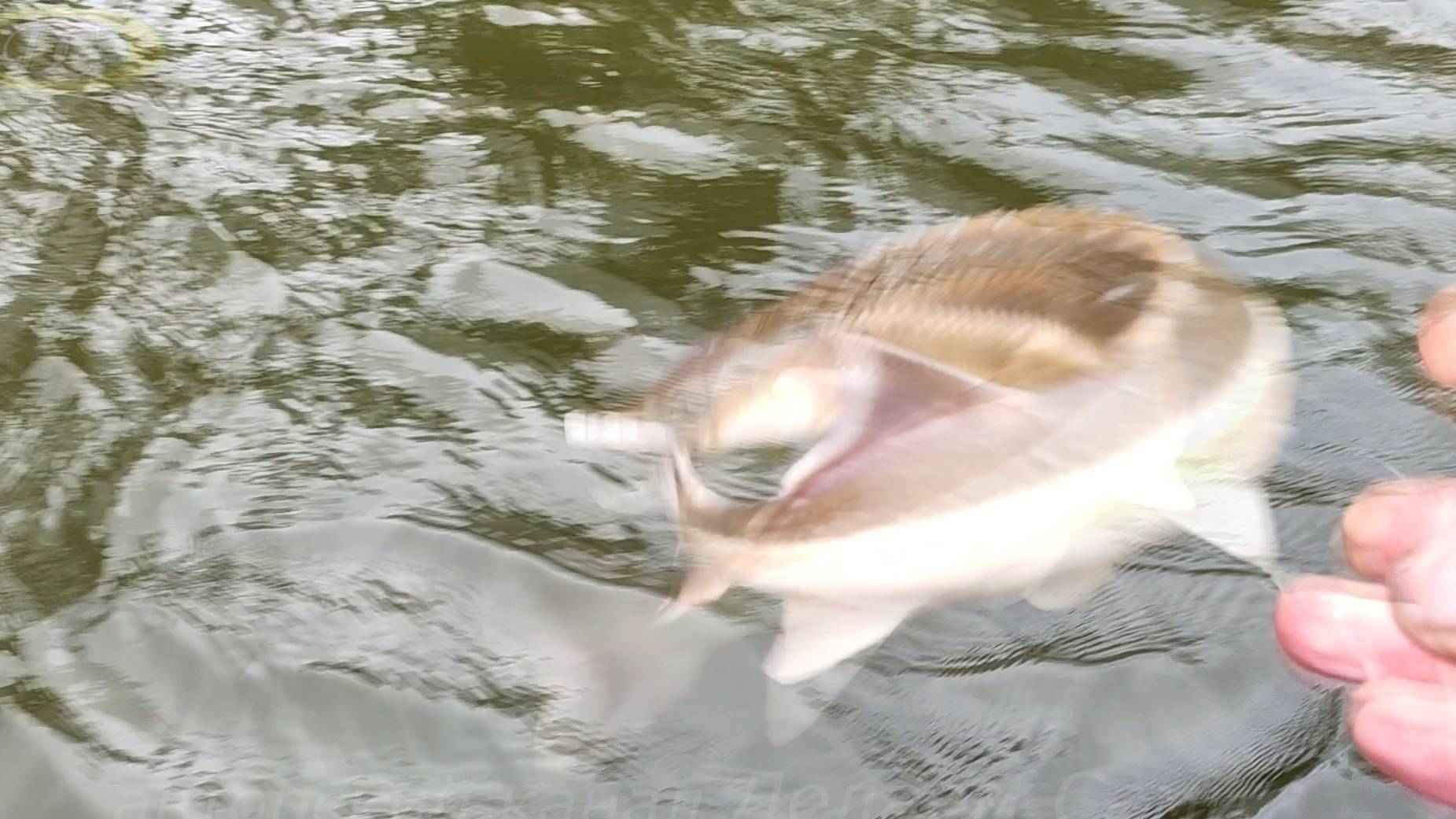 Удивительное событие на реке Хопер. Такого я не думал и не ожидал Осетр на крючке.Где много рыбы.