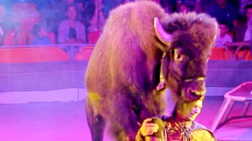 Лошади и бизоны в цирке.