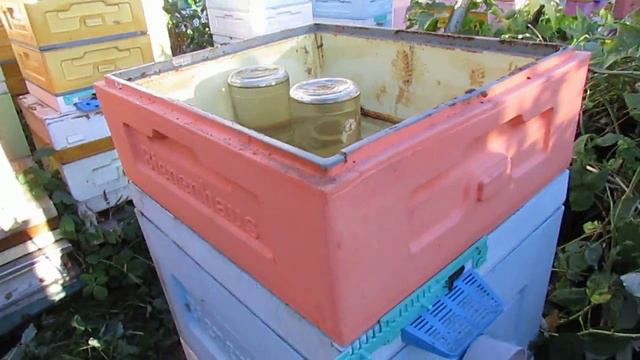 22.09.2022 - начал готовить семью пчел в зиму, долго у нее не забирал мед