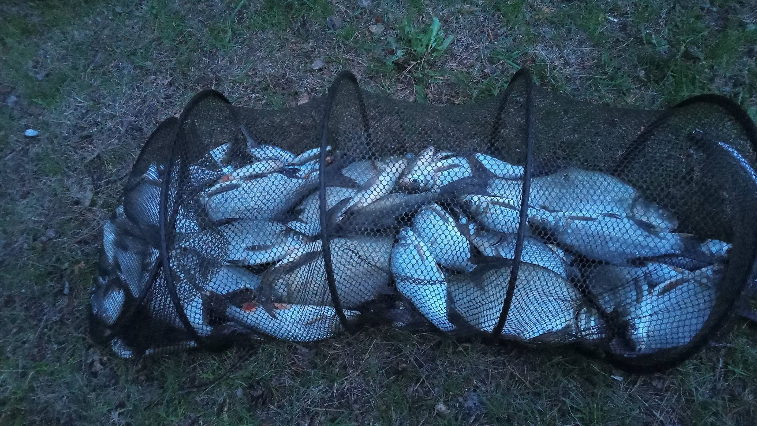 Рыбалка с фидером на реке. Открытие летнего сезона 2024.