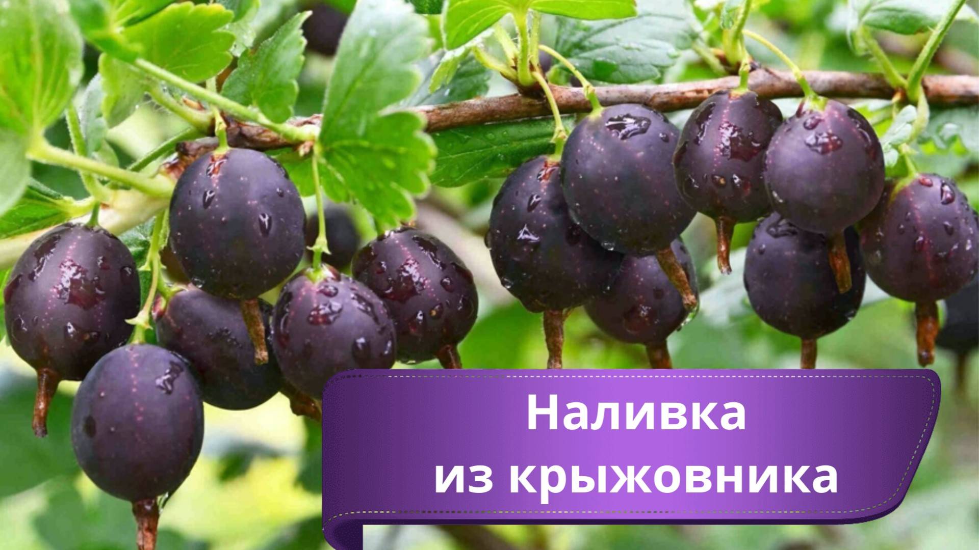 Наливка из крыжовника