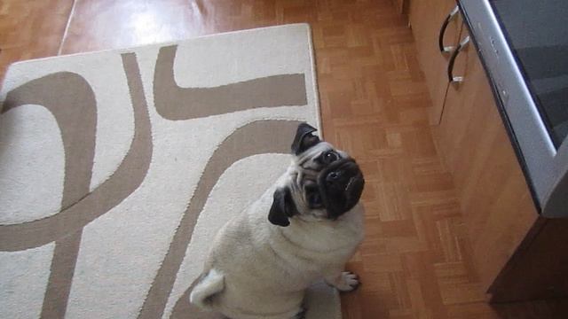 МОПСИК.Лизочка.