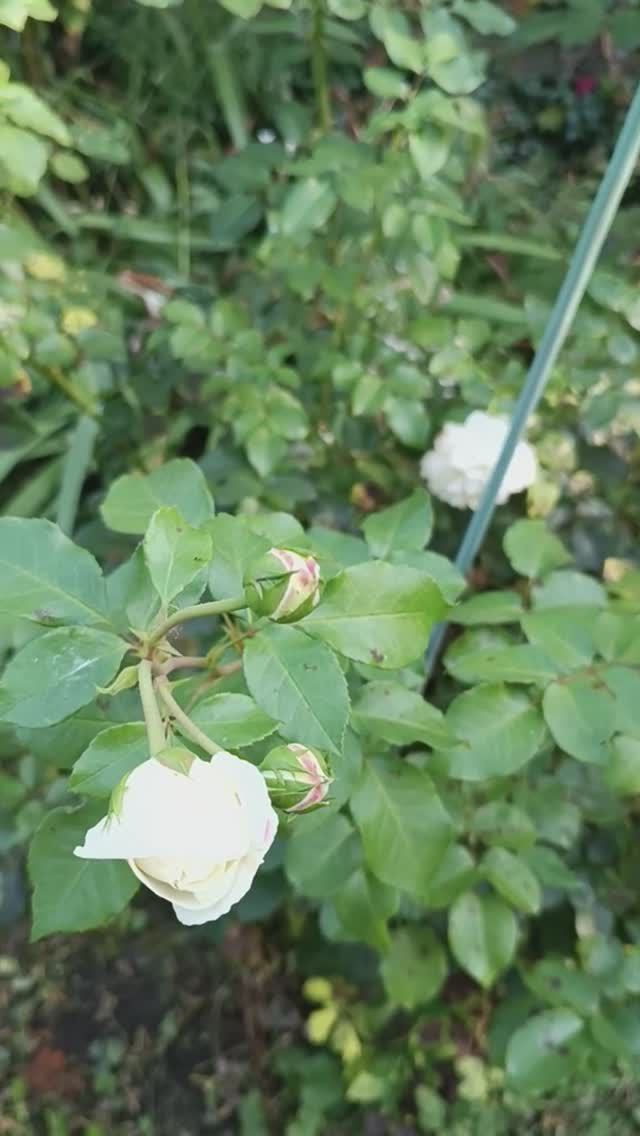 осенняя обрезка роз