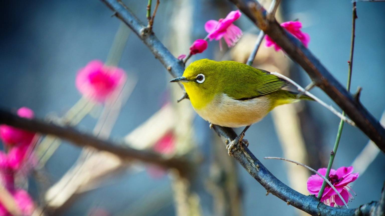 Анна Ахматова: "УГЛЕМ НАМЕТИЛ НА ЛЕВОМ БОКУ..." Читает — Елена Артёменко. "МОСТ: диалог с юностью".
