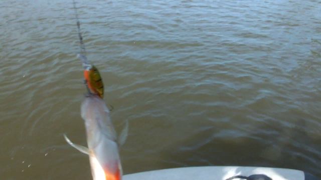 Лучшая рыбалка в августе! Рыбачим на р.Яя