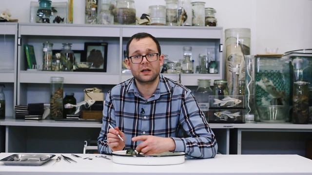 Членистоногие.  Вскрытие. Марьинский.