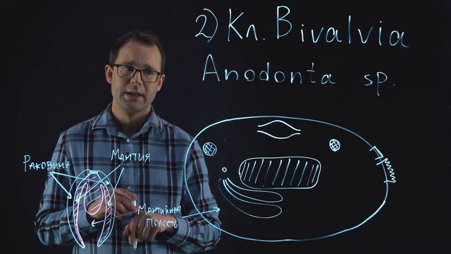 Моллюски, объяснение. Марьинский.