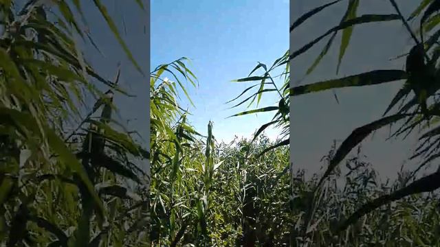 Джунгли. #ейск #краснодарскийкрай #top1