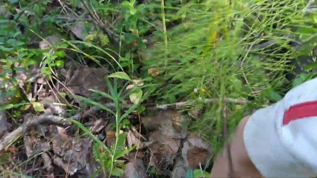 Лесные красотульки.