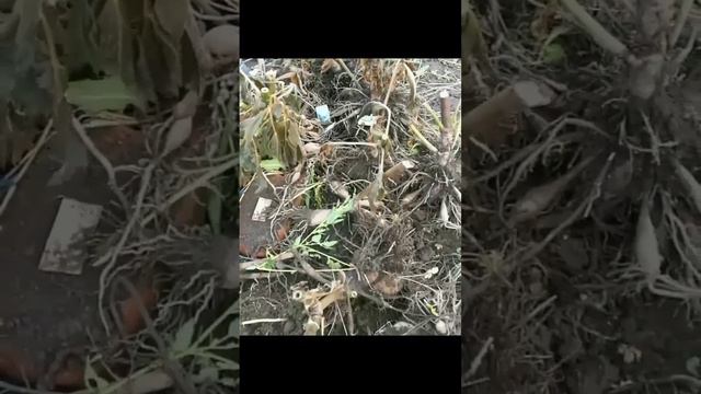 Осень у цветоводов
#shorts