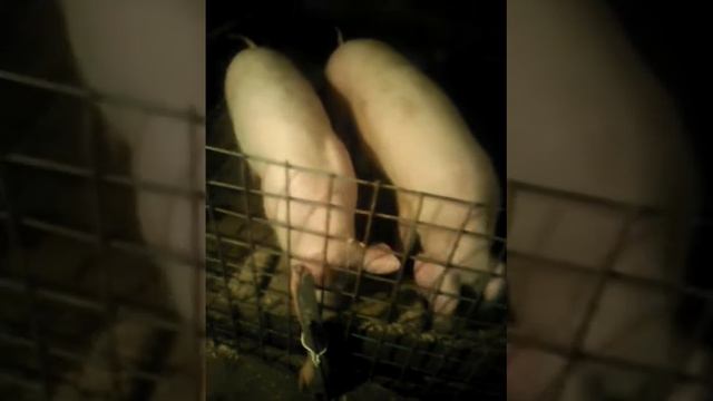 Сколько весит свинья средняя масса в разном возрасте.