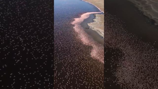 Кения, озеро Богория