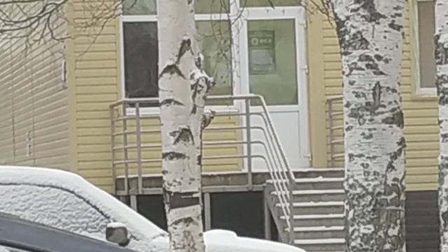 Таёжный гость