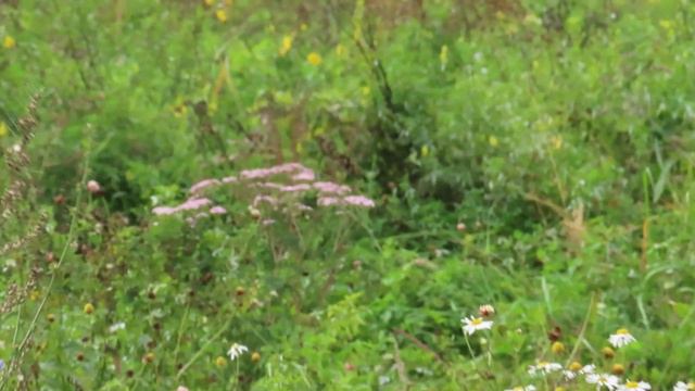 В осеннем лесу(в бору за мжк)Кемерово