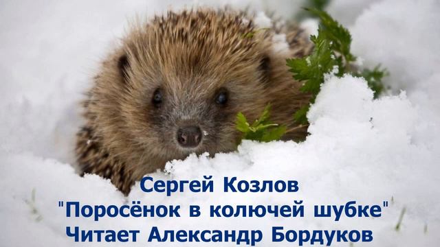 Сказки С. Козлова. Поросёнок в колючей шубке.