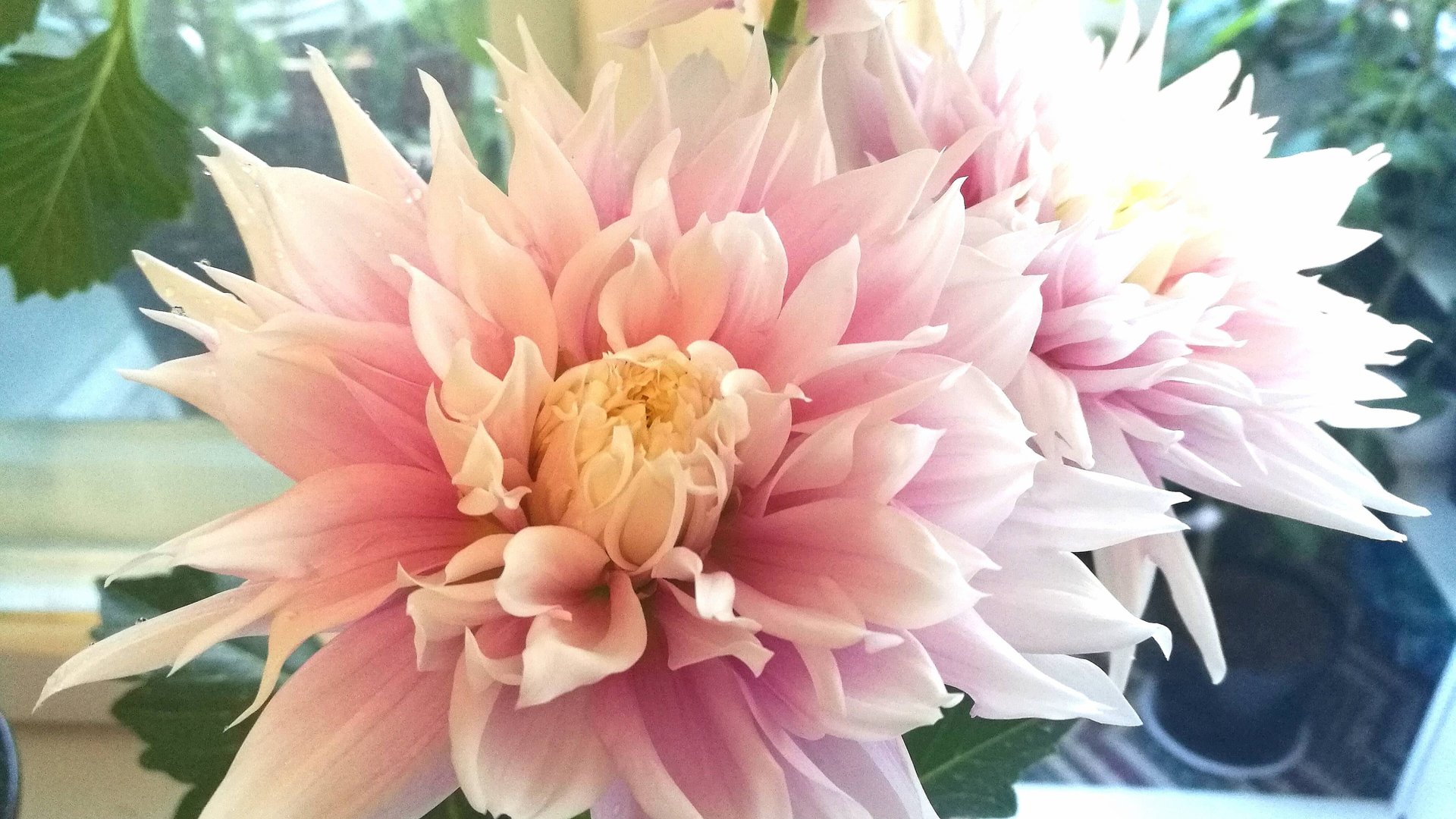 Незапланированное черенкование георгинов.
# #shorts