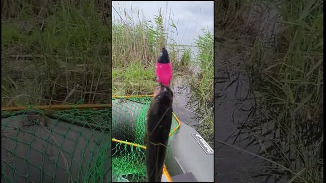 Ловля змееголова на лягушку 80 мм (25 гр) от Mr. Musurok