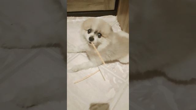 Психованный Konor. #ейск #краснодарскийкрай