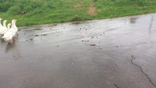 Прогулка по природе. Гуси и Коровки.