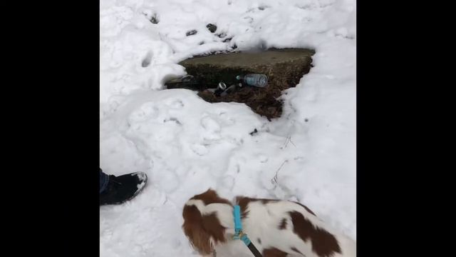 Тедди боевой пес