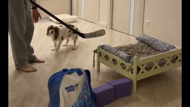 Дрессирую Тедди