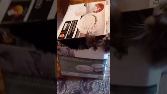 Лучший подарок ушедшего 2022 года - Тигран