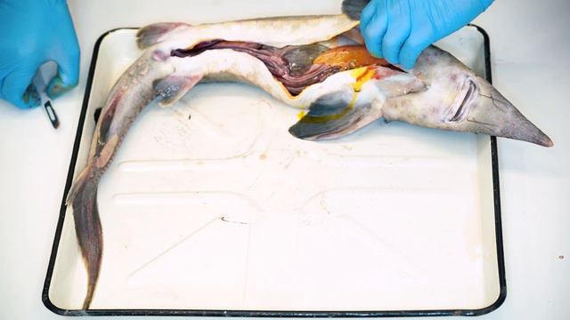 Рыбы. Вскрытие. Марьинский.